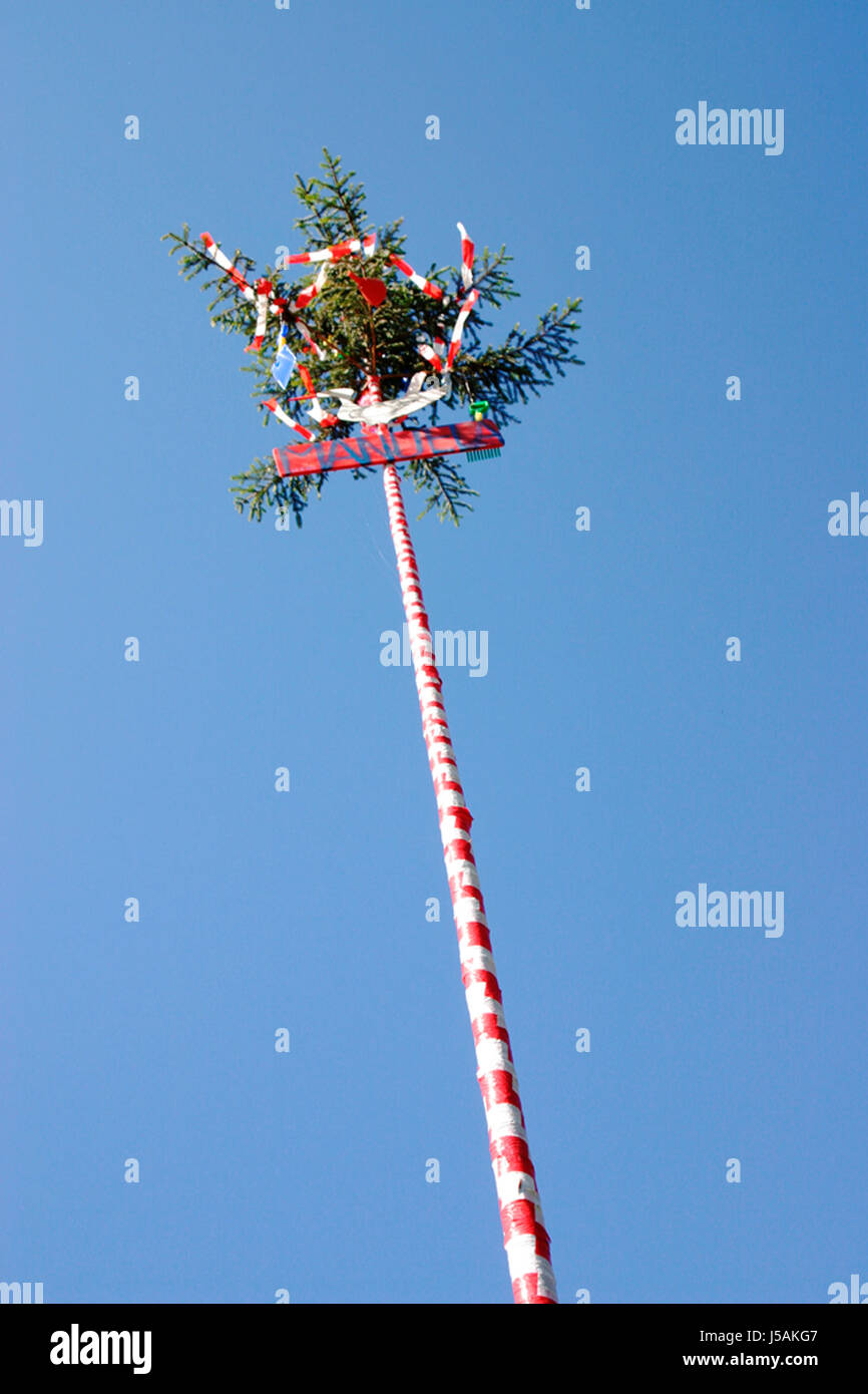 blue tree fir custom tradition congratulation traditions ribbons ...