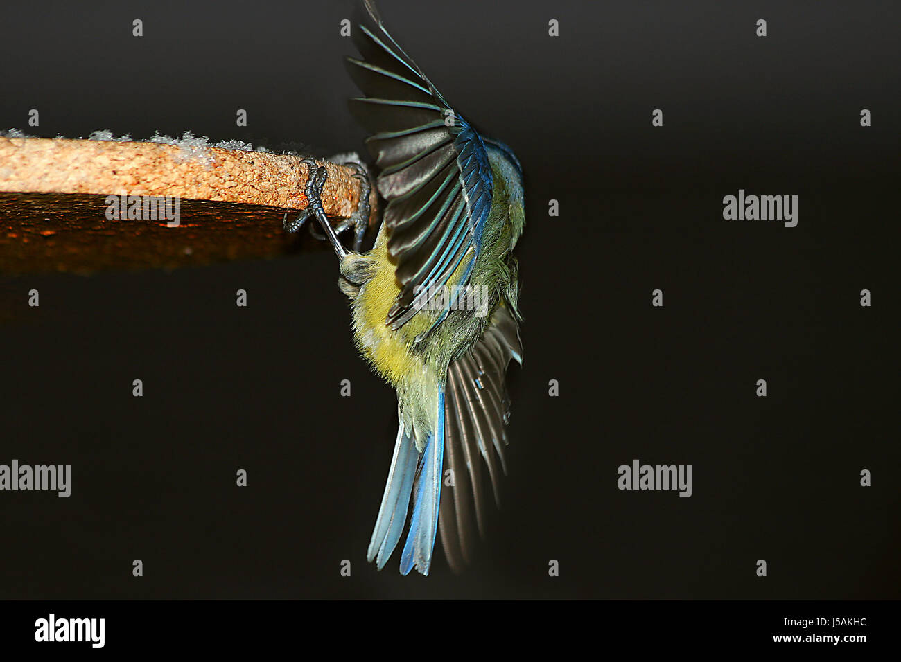 bird animals birds perspective prospect contrasts trenchantly sharpness ...