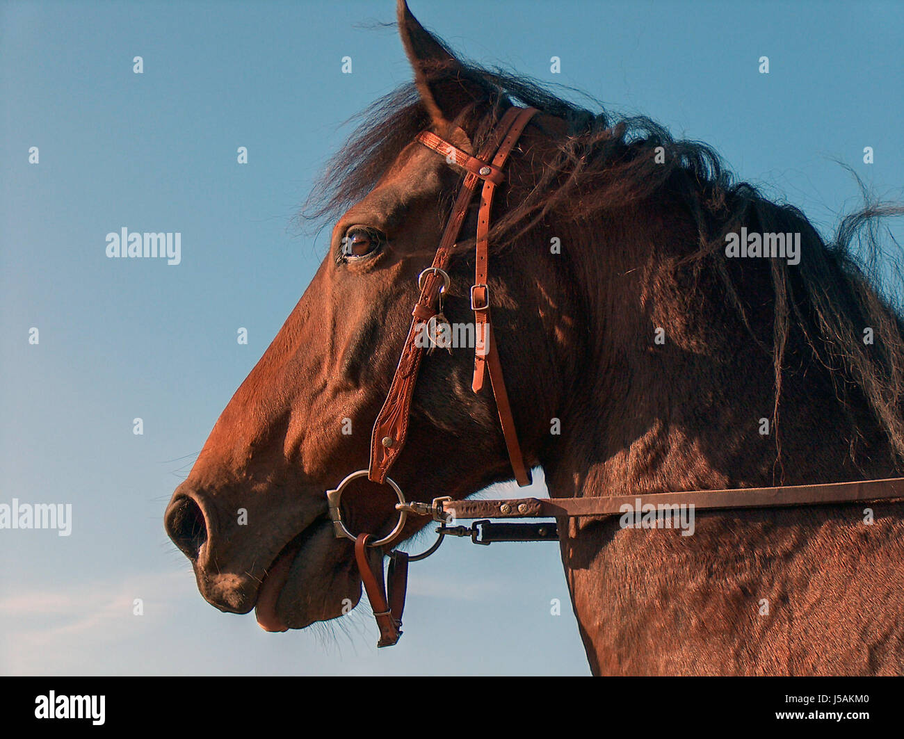 blue horse brown brownish brunette bit skin azure bridle mane western ...