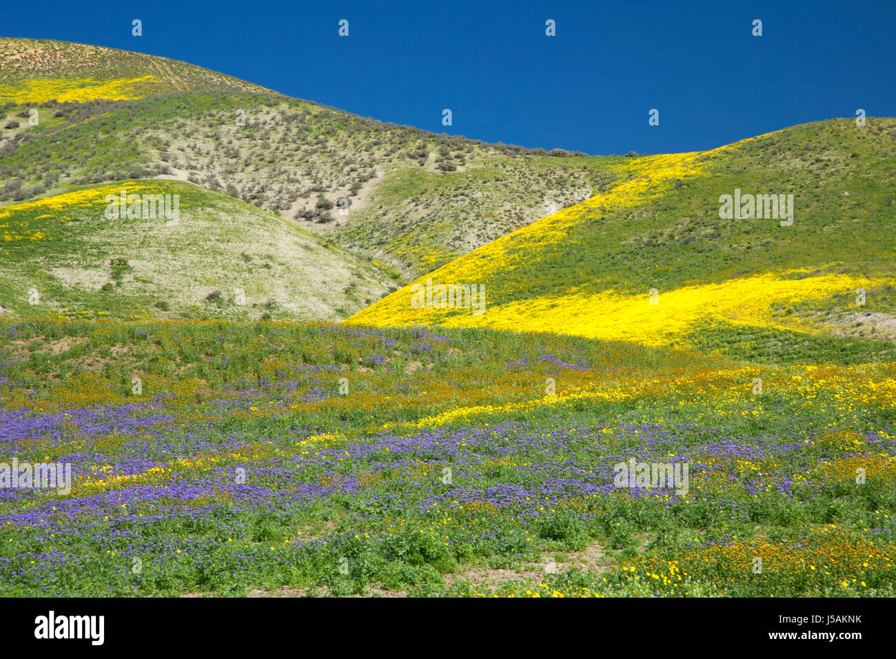 Temblor Range flowers, Carrizo Plain National Monument, California ...