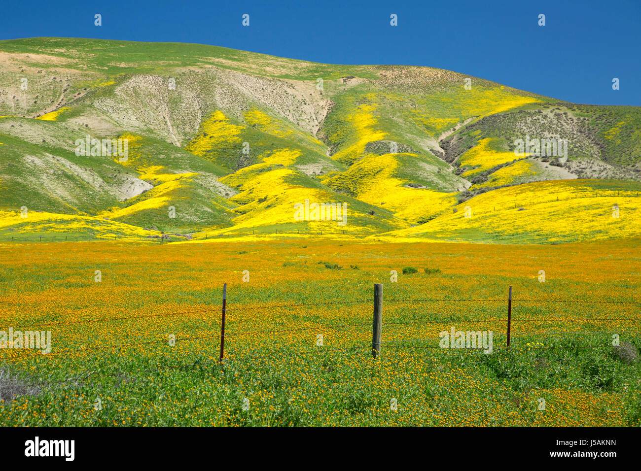 Plain Of Wildflowers High Resolution Stock Photography and Images - Alamy