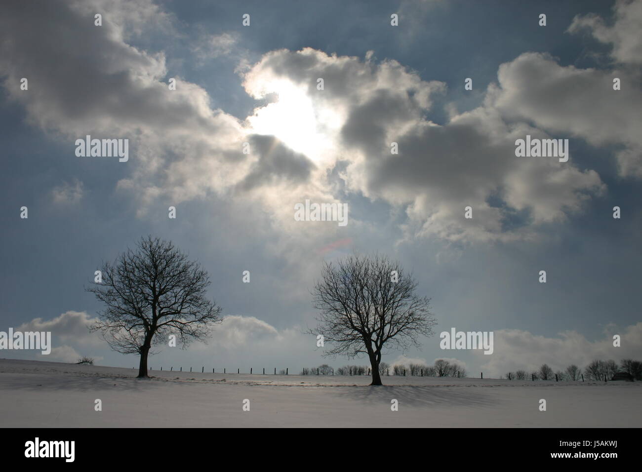 blue tree trees winter cold deciduous tree deciduous trees blank ...