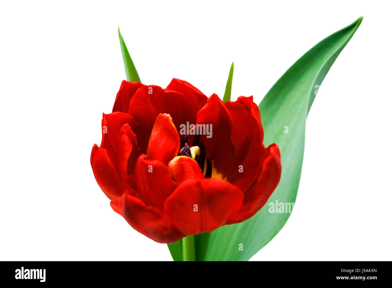 the red tulip Stock Photo - Alamy
