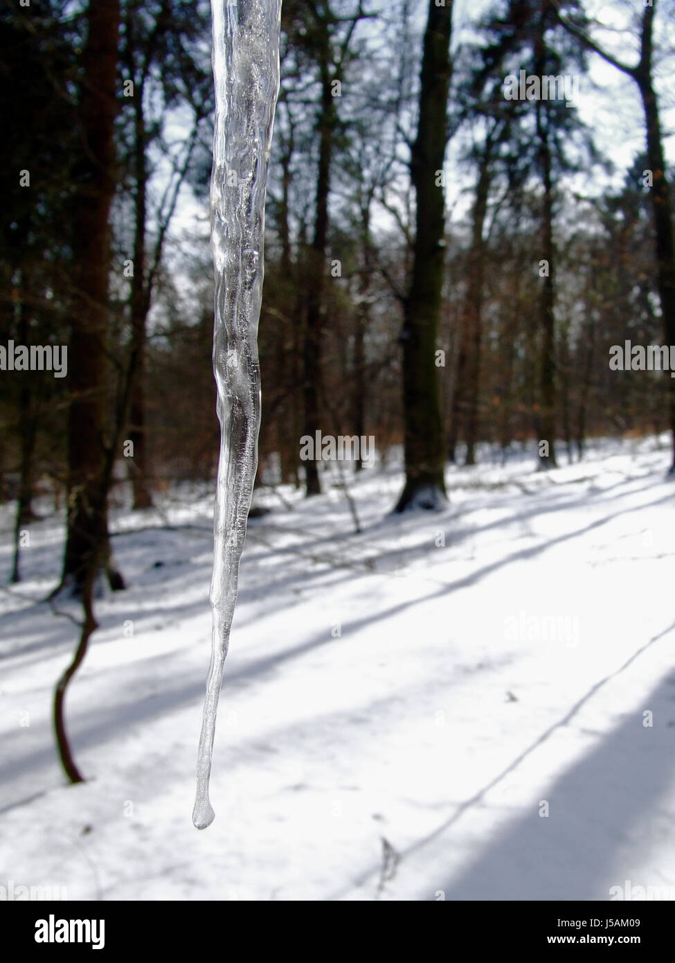 tree trees winter cold ice frost frozen icicle icicles icy tap freeze ...