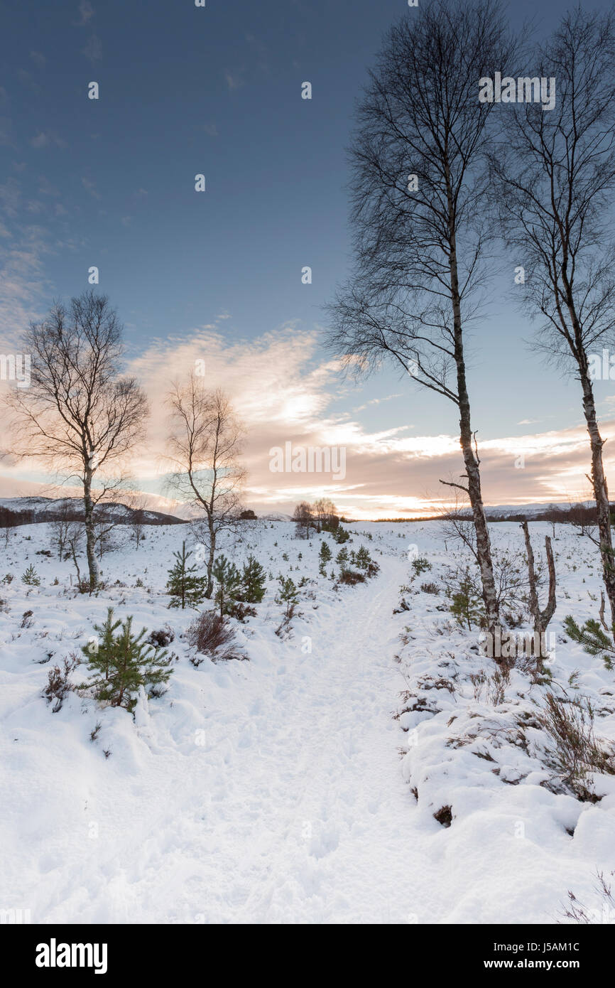 Snow on Moorland track at Aviemore in The Cairngorms National Park of ...
