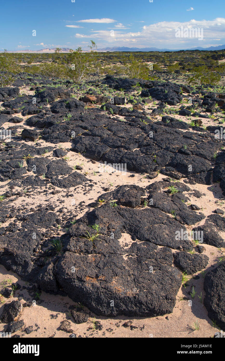 Lava flow along Amboy Crater Trail, Mojave Trails National Monument ...
