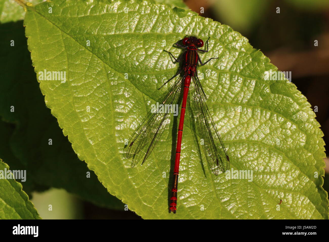 Large red male damselflies hi-res stock photography and images - Alamy