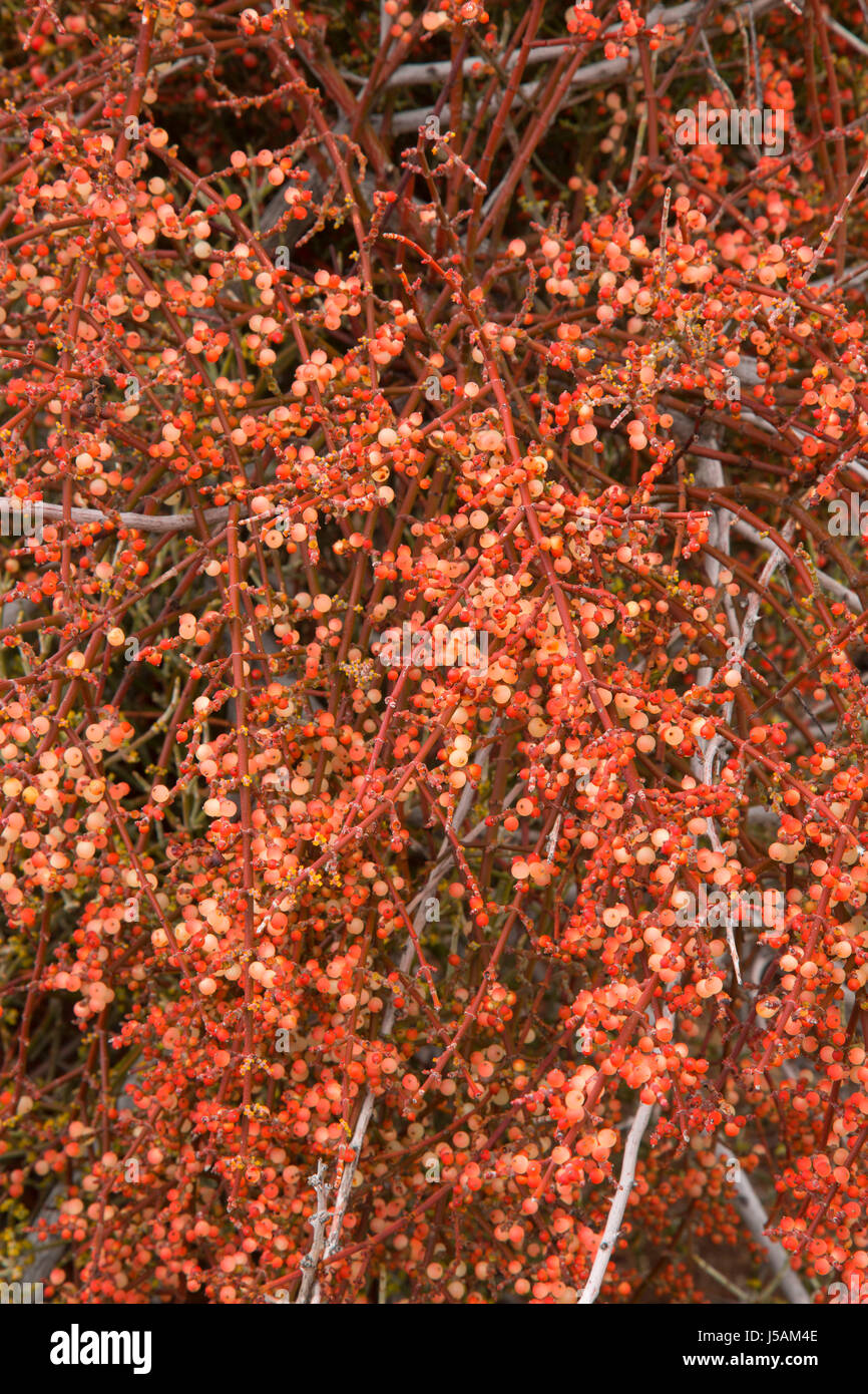 Desert mistletoe hi-res stock photography and images - Alamy