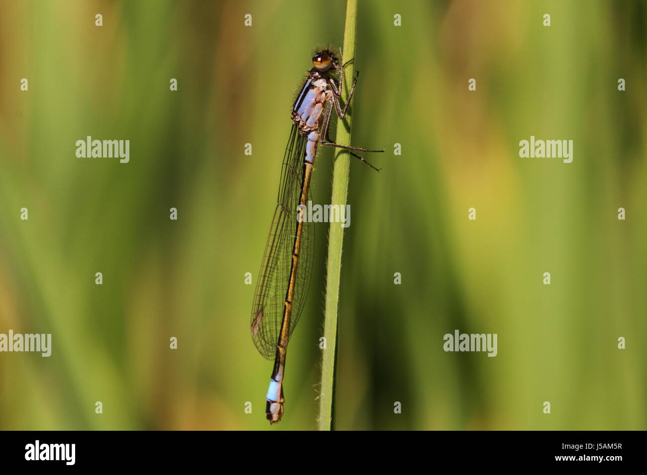 Female Blue-tailed Damselfy (f.violacea Stock Photo - Alamy