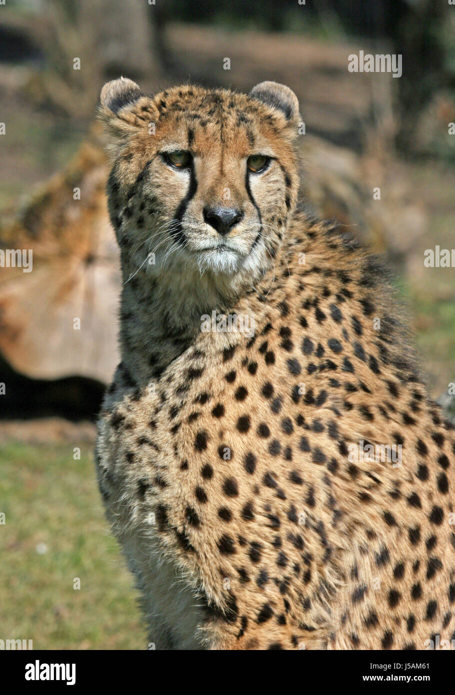 big cat feline predator look glancing see view looking peeking looking ...