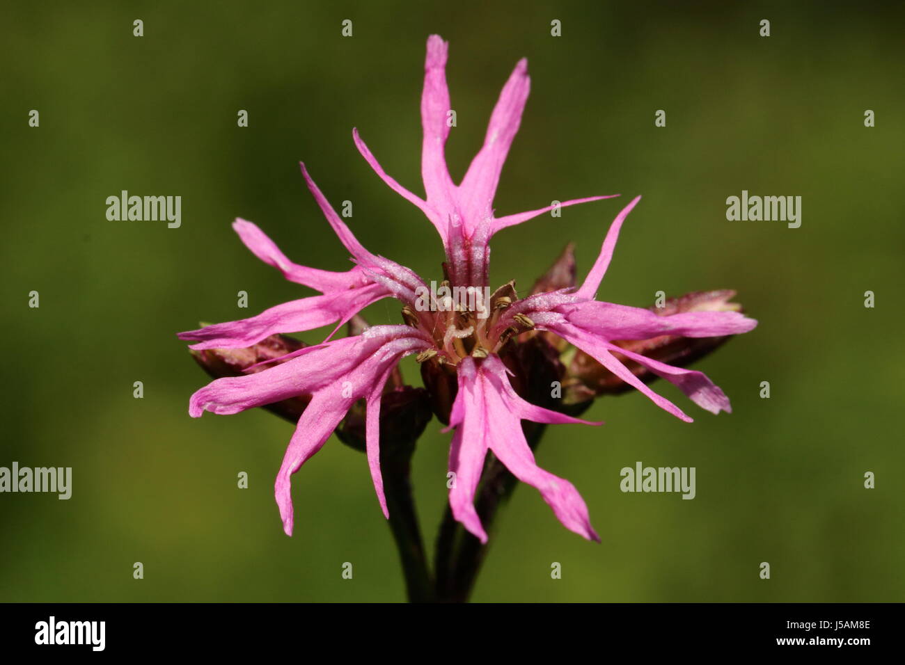 Ragged robin flowers hi-res stock photography and images - Alamy