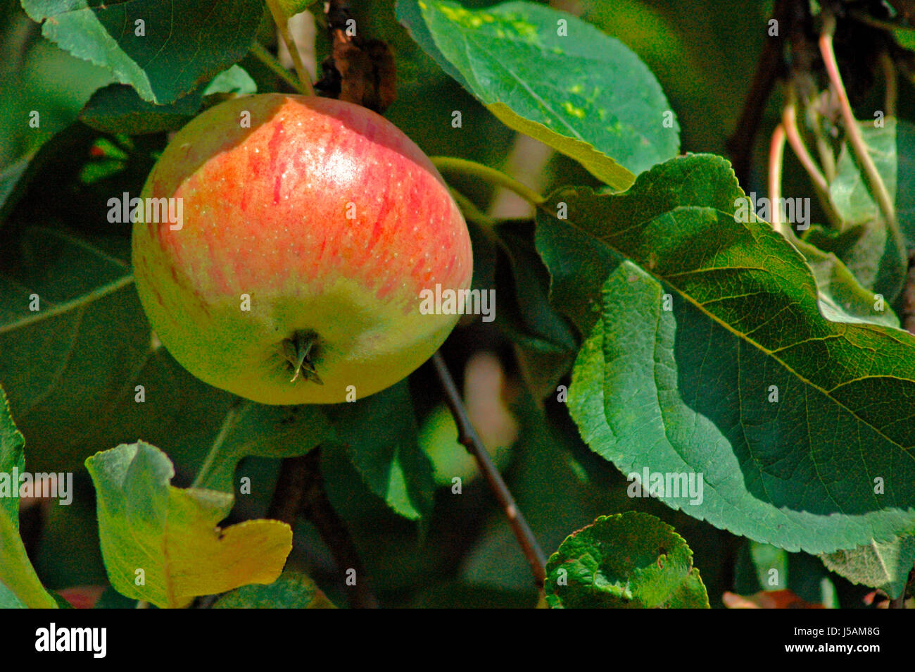 tree green agriculture farming flora ripe fruit apples apple fruit-tree ...