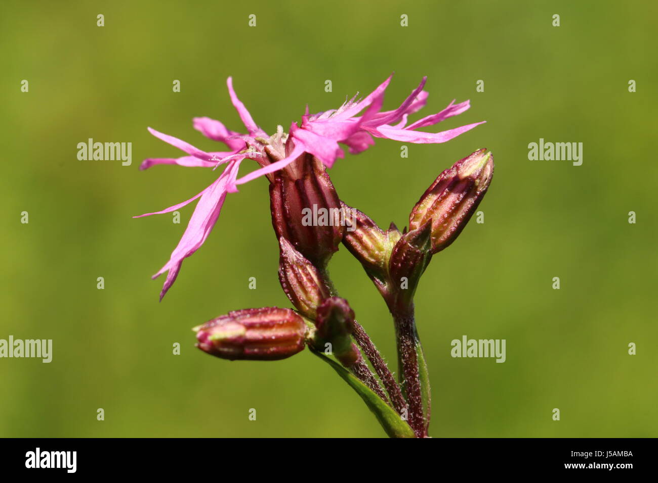 Ragged robin flowers hi-res stock photography and images - Alamy