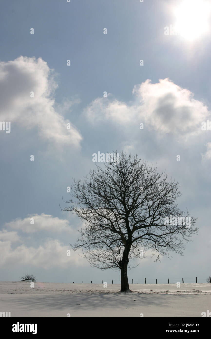 blue tree trees winter cold deciduous tree deciduous trees blank ...