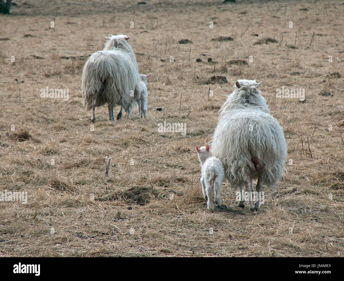 sheep young animal shear lambs rear part sheep (pl.) rumps pastureland ...