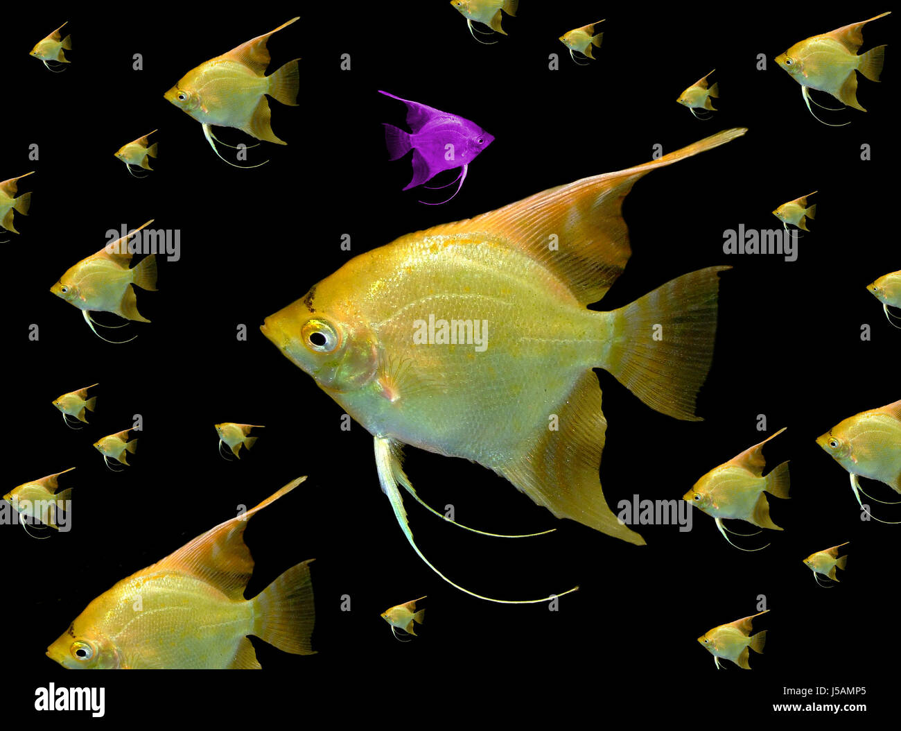 against the flow Stock Photo - Alamy