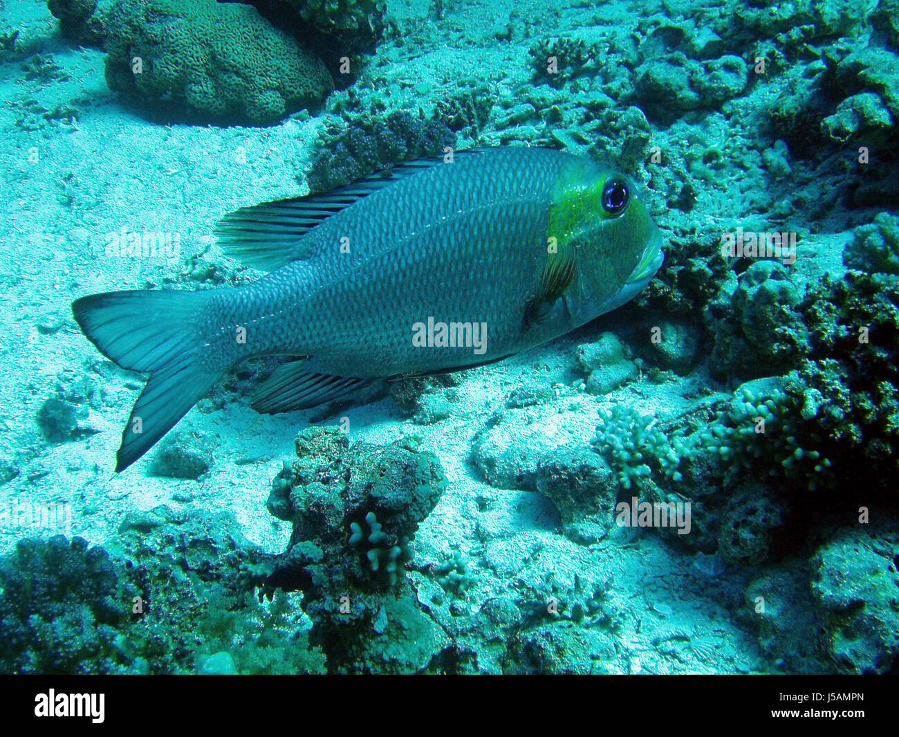 blue fish underwater dive reef salt water sea ocean water seabed corals ...