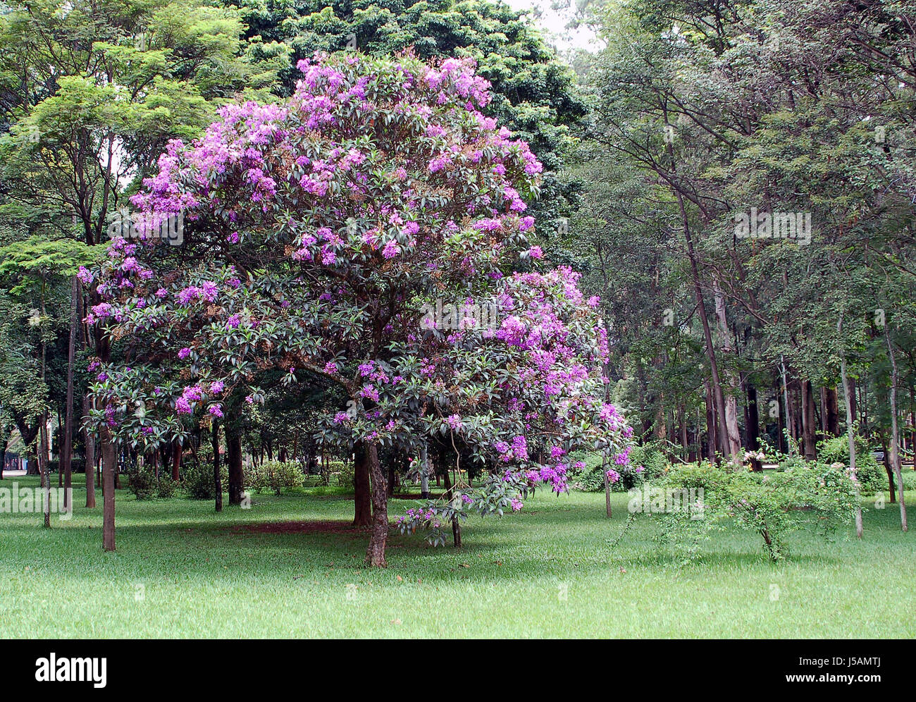 Jacaranda mimosifolia baum hi-res stock photography and images - Alamy