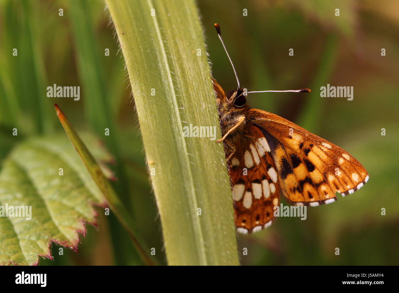 Duke of Burgundy Butterfly Stock Photo - Alamy
