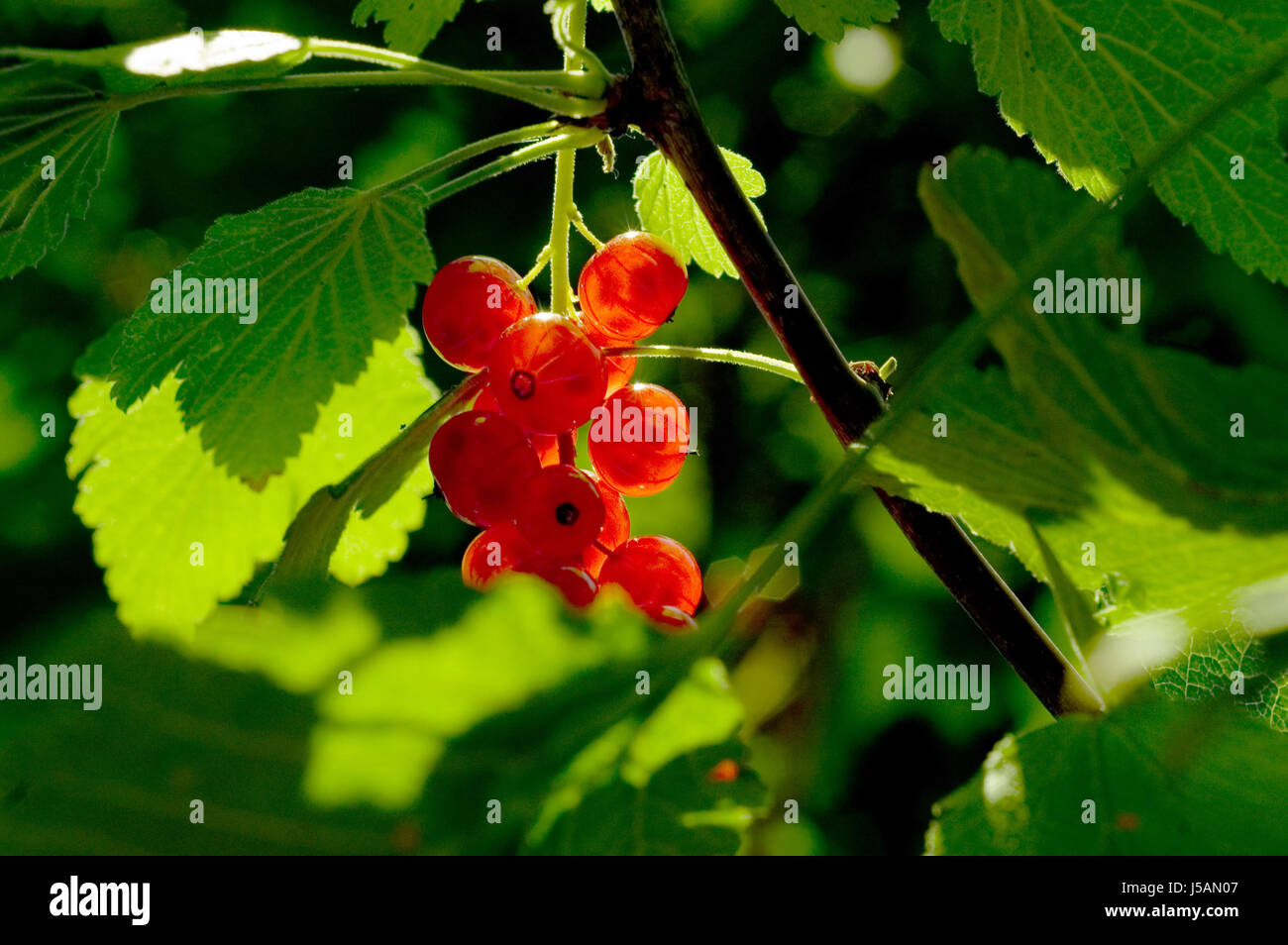 green leaves flora botany fruit shrub bush sour black currants berry ...