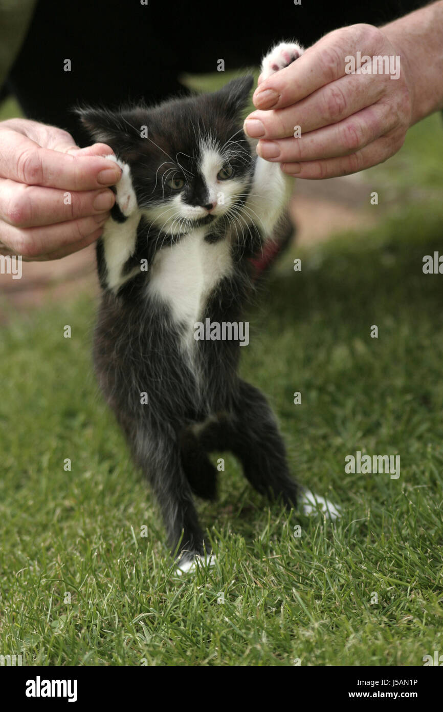 walk go going walking hand hands witty cats learn hold cub baby funny ...