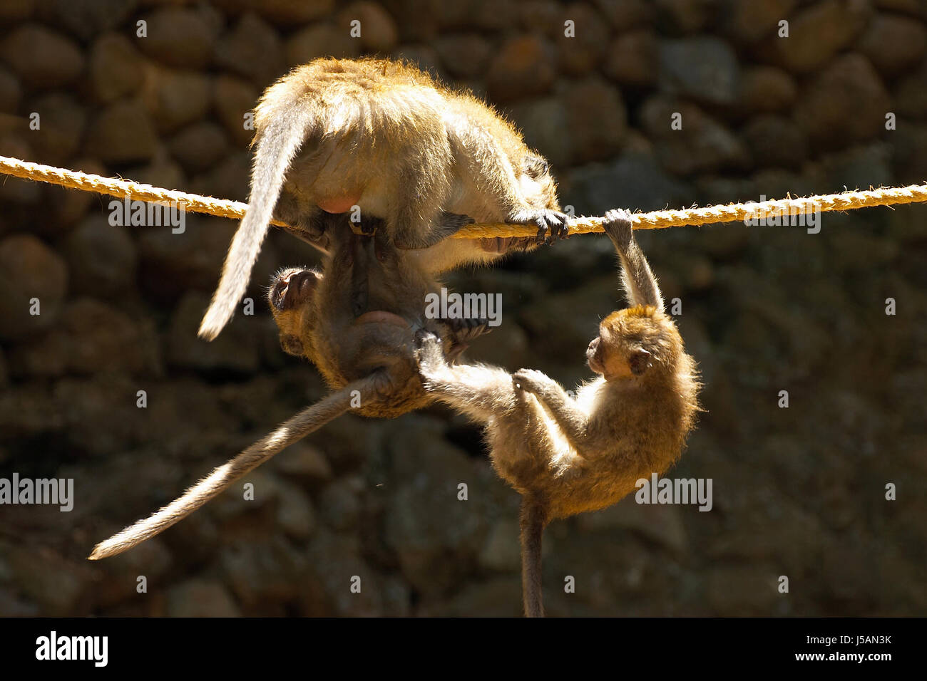 game tournament play playing plays played animal africa animals apes ...