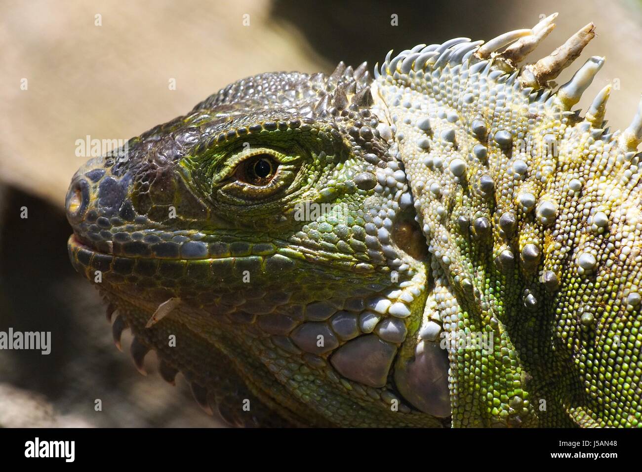 Reptiles of mauritius hi-res stock photography and images - Alamy