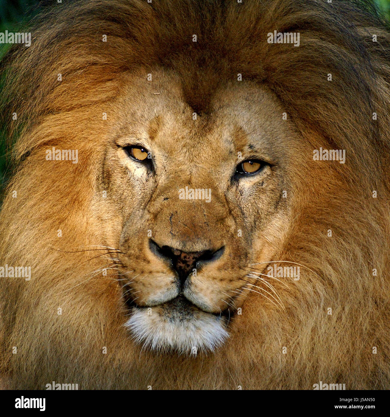 animal lion cat big cat feline predator portrait sad sunlight look ...