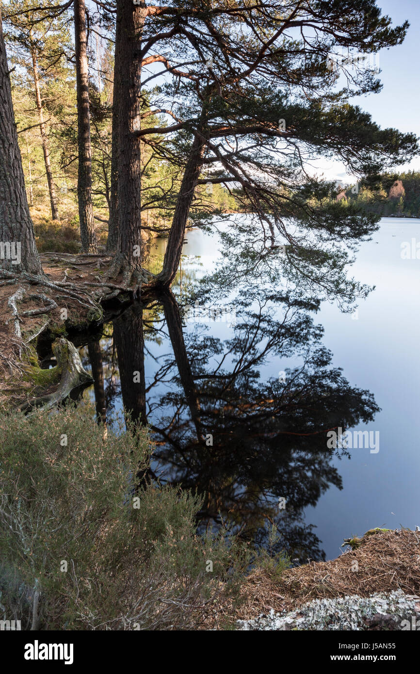 Uath Lochan and Scots Pine at Glen Feshie in Scotland Stock Photo - Alamy