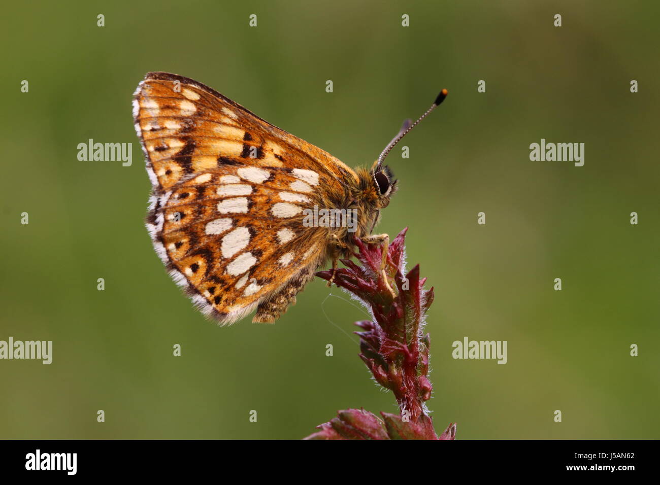 Duke of Burgundy Butterfly Stock Photo - Alamy