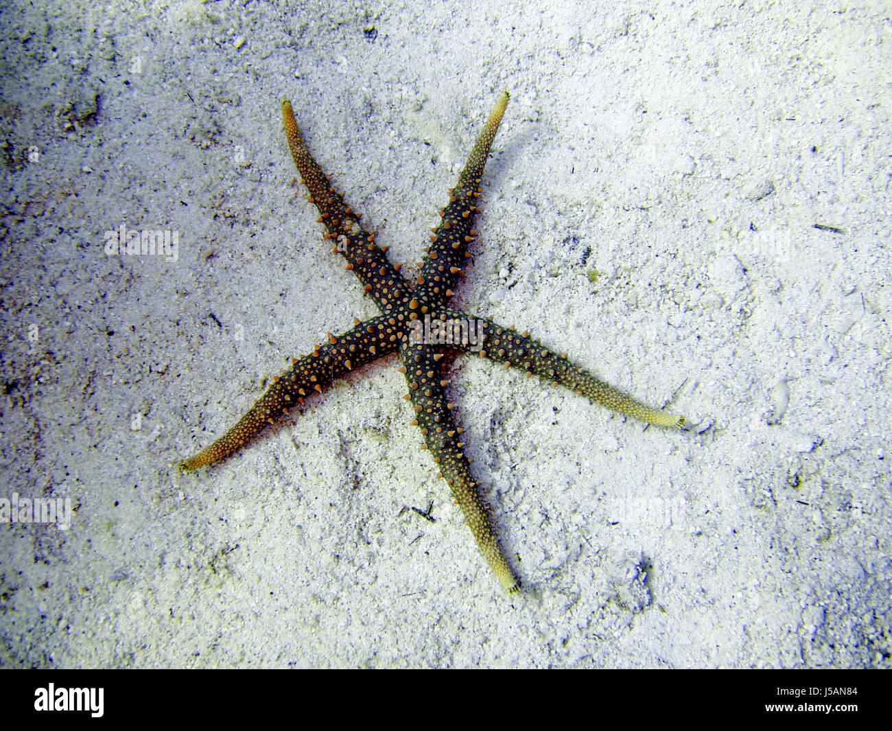 underwater prickle egypt dive starfish salt water sea ocean water sands ...