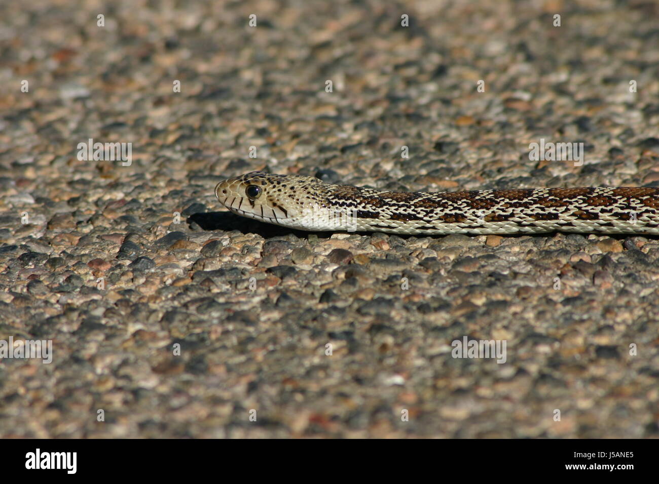 Arizona gopher snake hi-res stock photography and images - Alamy