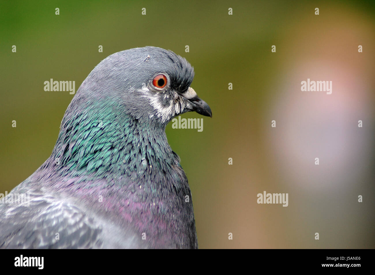 profile,bird,birds,side view,pigeon,pigeons,head,ganz nah,taubenkopf ...