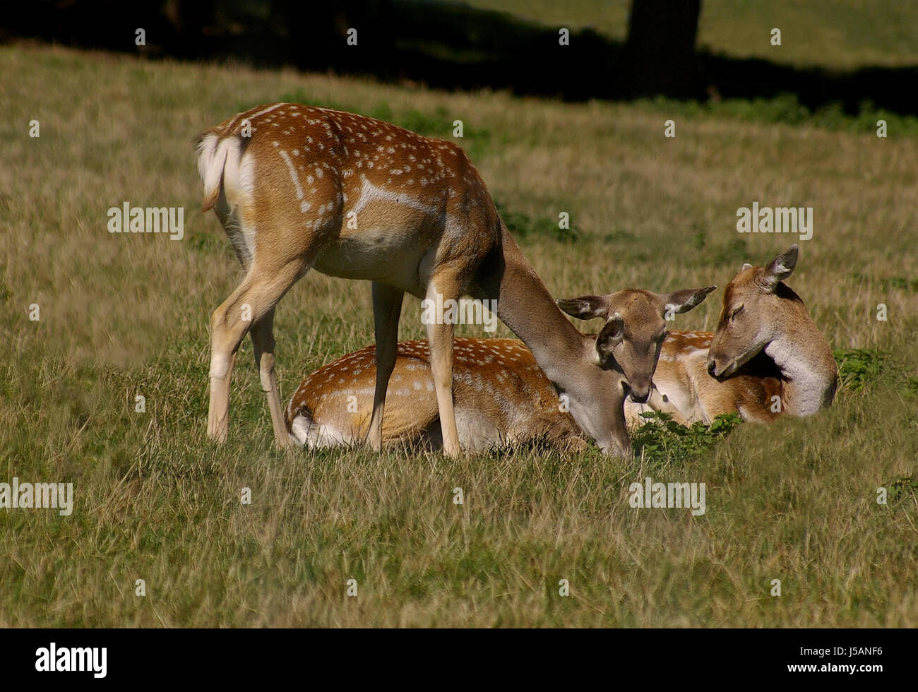 born ruminant stags fallow deer hart stag artiodactyla cervidae ...