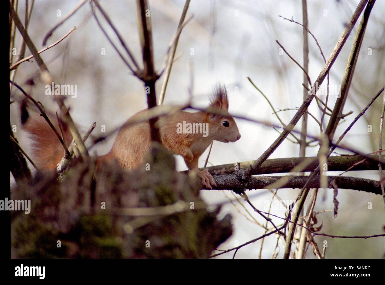 tree mammal branch claw rise climb climbing ascend uphill tread clamber ...