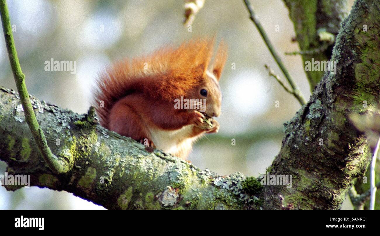 tree mammal branch claw rise climb climbing ascend uphill tread clamber ...