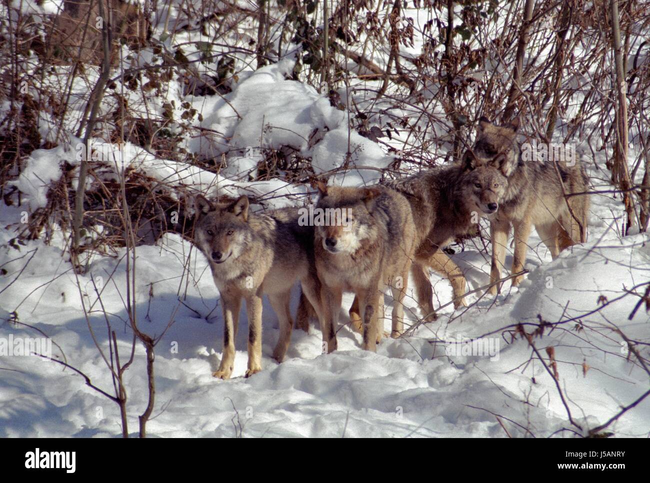 wait waiting winter hunger cold hungry cohesion wolf volumes lurk ...