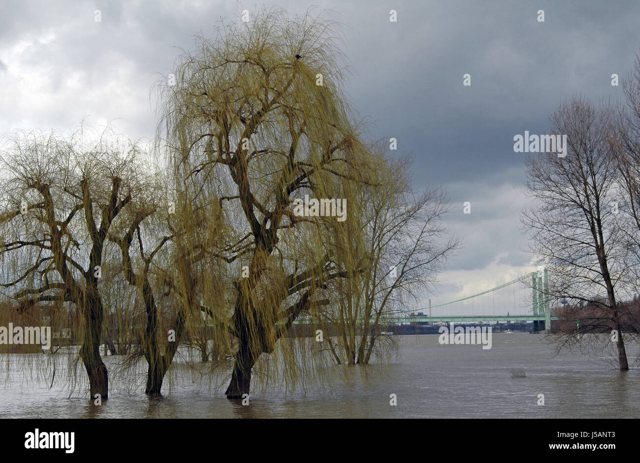 tree trees cologne rhine bridges flood high tide river water landscapes ...