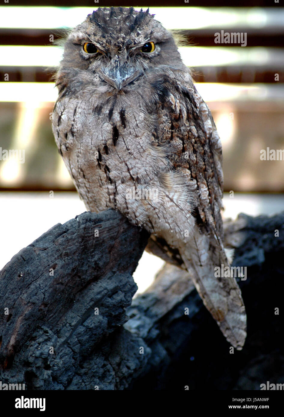 bird fauna animals birds eyes zoo look glancing see view looking ...