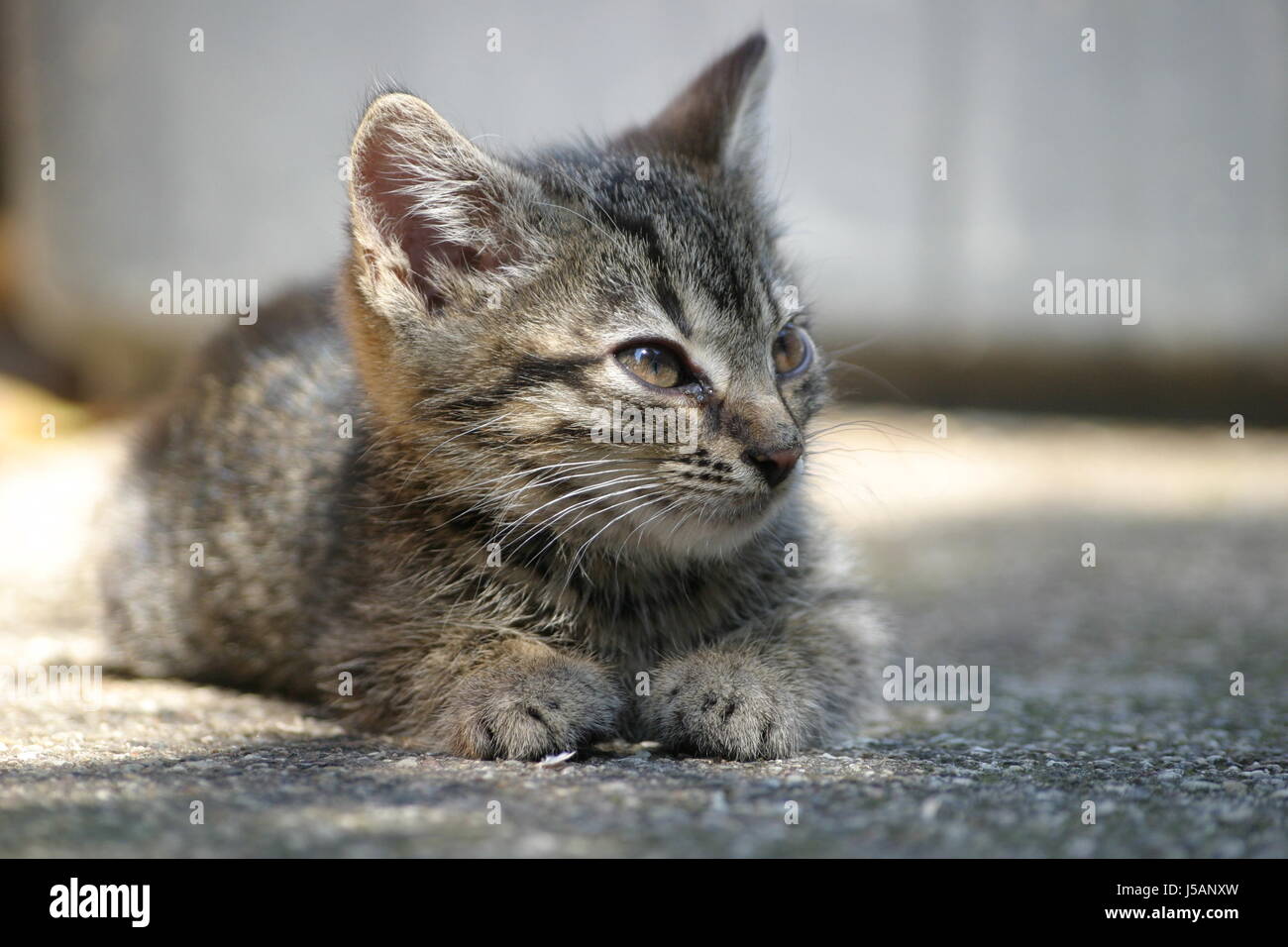 pet lie lying lies skin puppy cub baby cat baby kitten pussycat cat ...