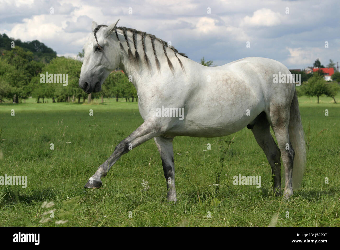lusitano in spanish walk Stock Photo - Alamy