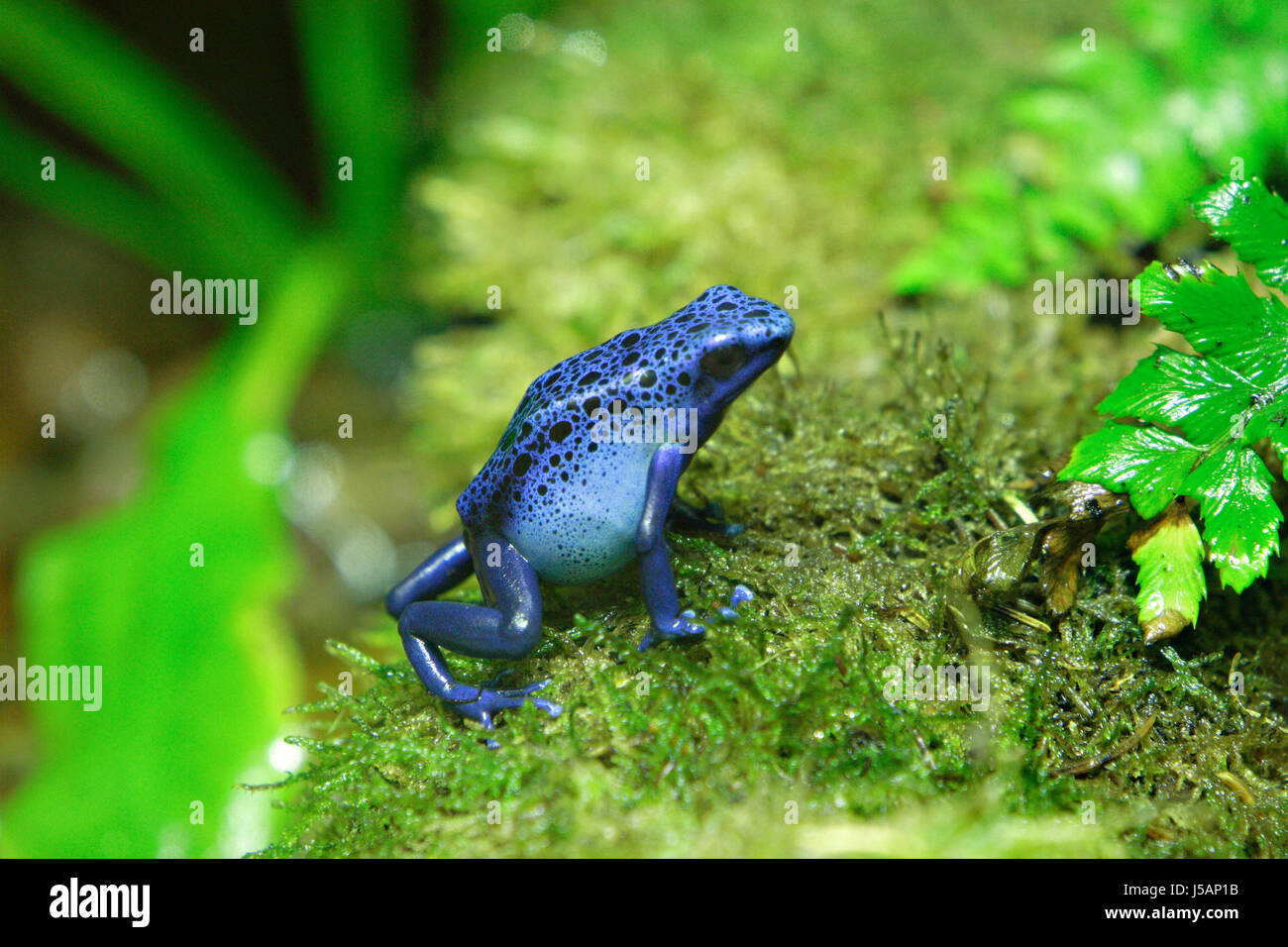 Pfeilgiftfrsche hi-res stock photography and images - Alamy