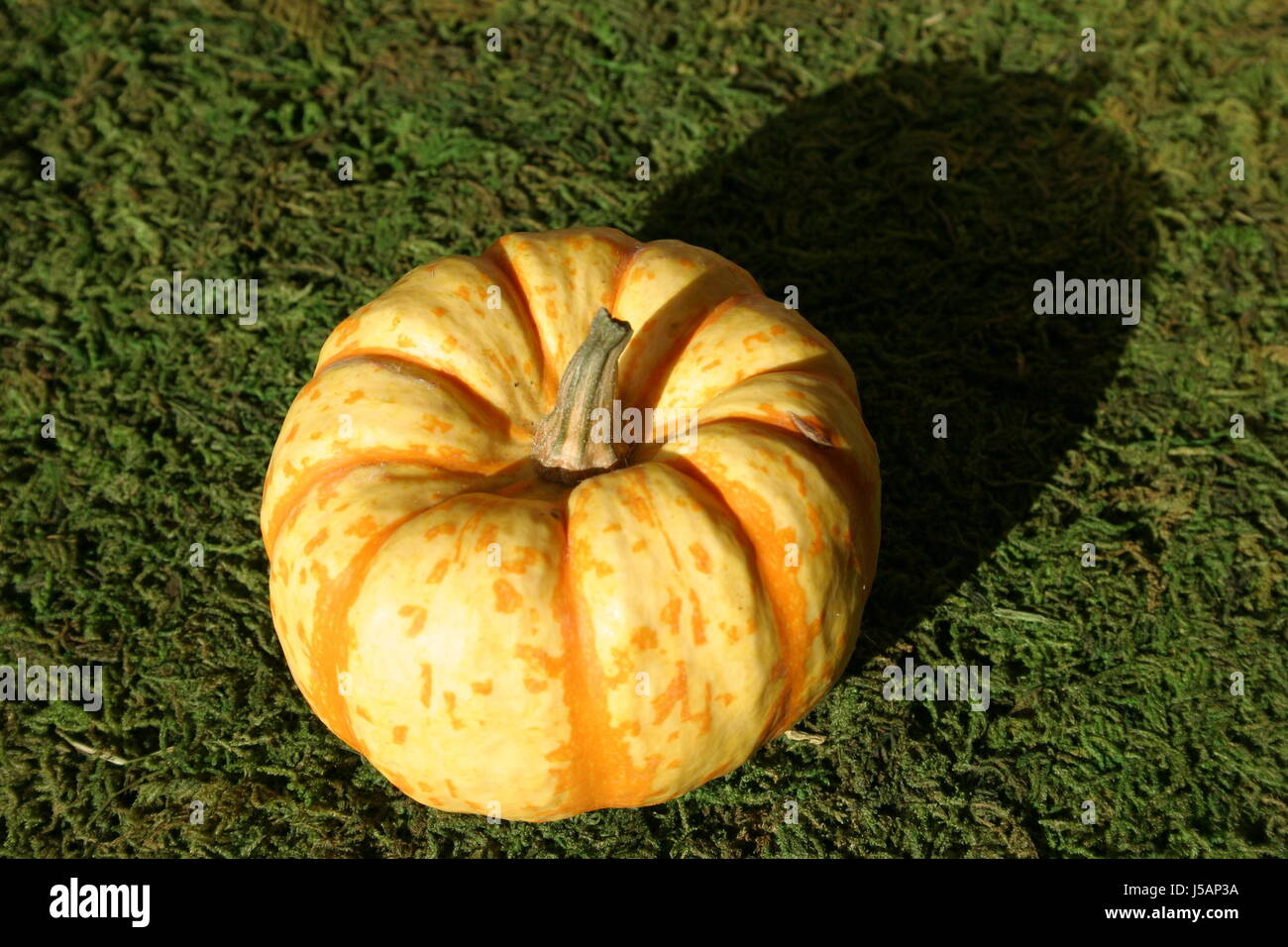 orange garden green fruit moss pumpkin stalk stem gardens meadow grass ...