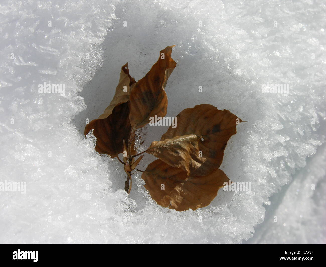 leaf winter ice crystal melted melt snow shine shines bright lucent ...