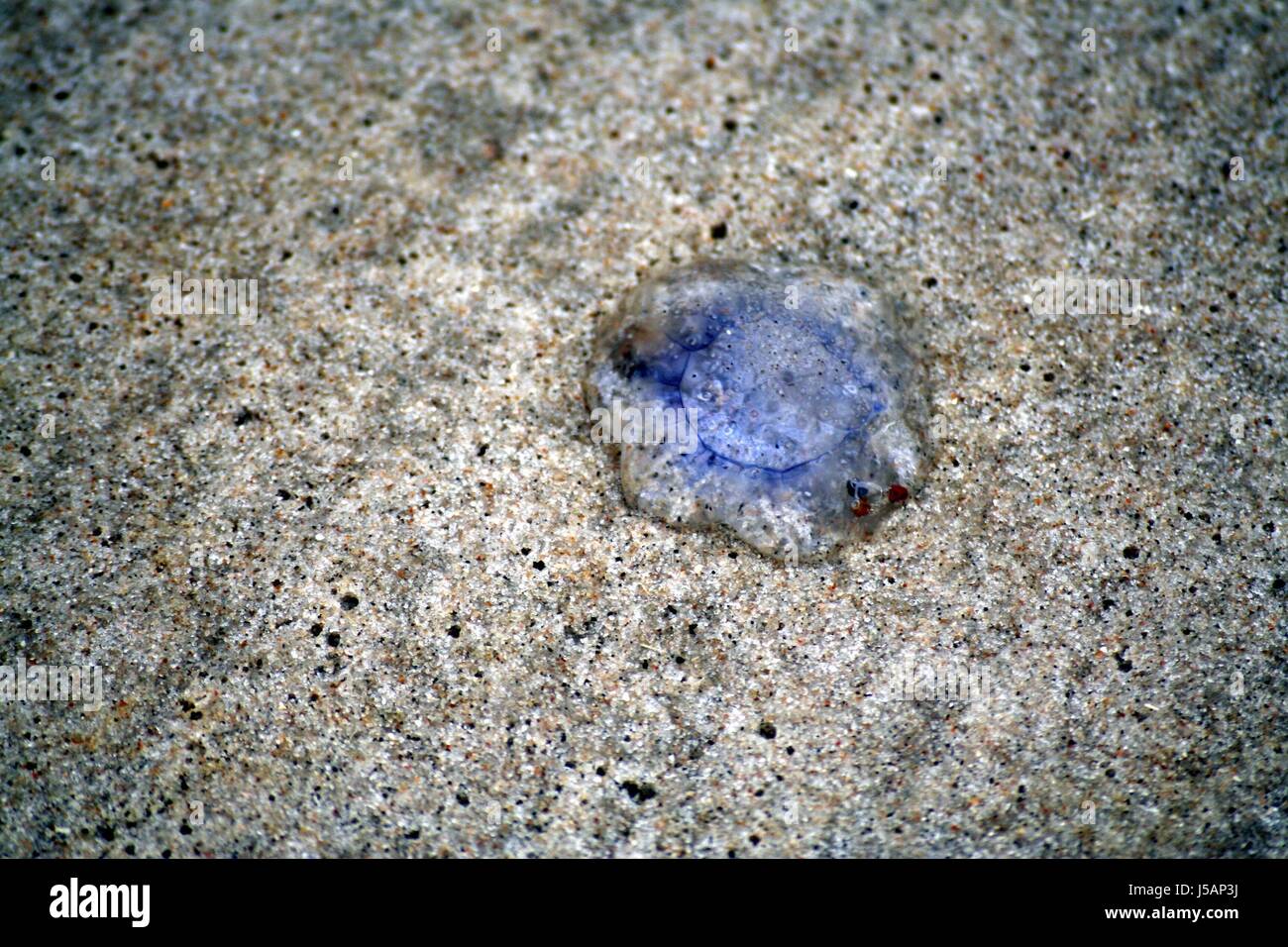 blue brown brownish brunette beach seaside the beach seashore creature ...