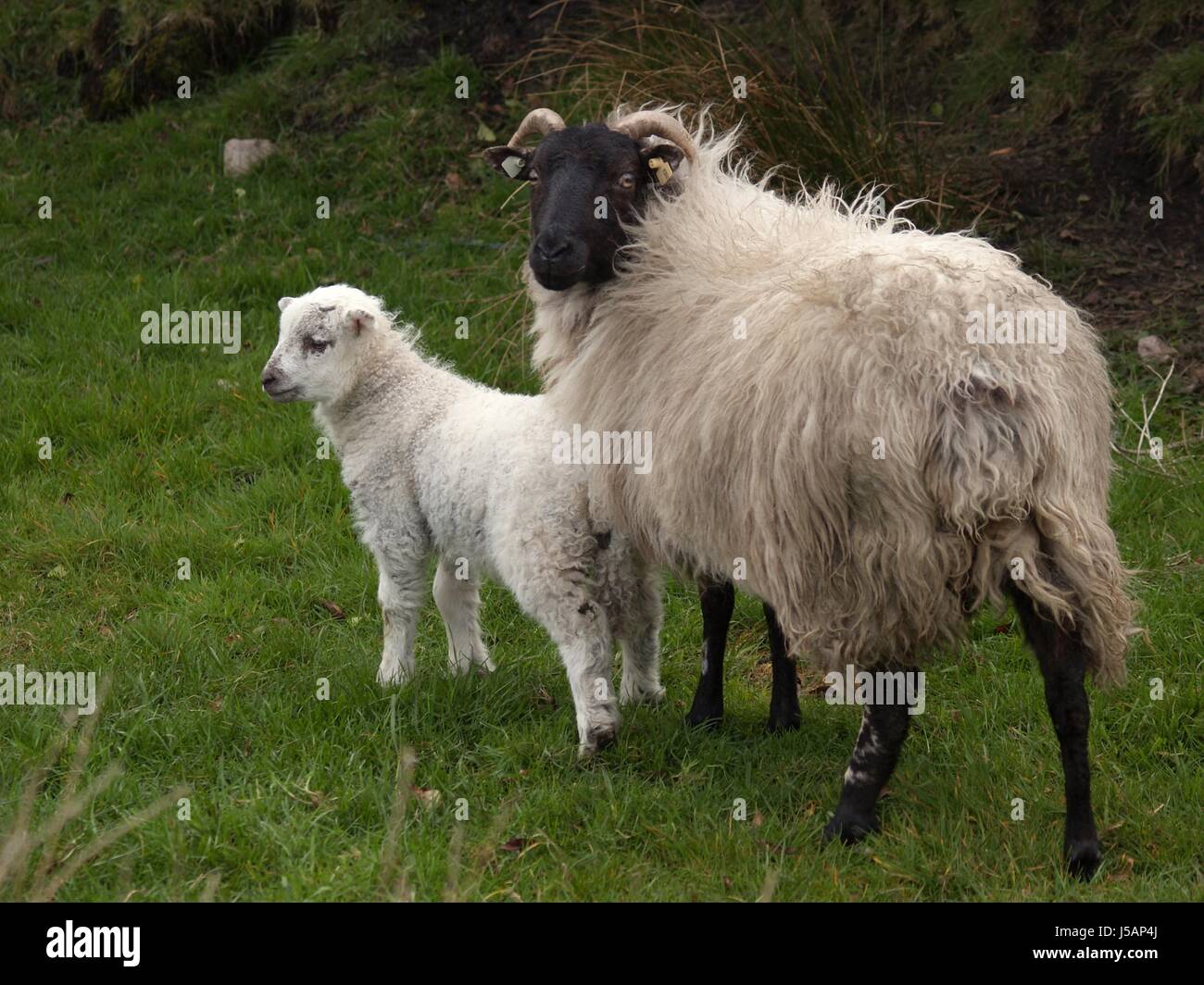 horn black swarthy jetblack deep black blank european caucasian skin ...