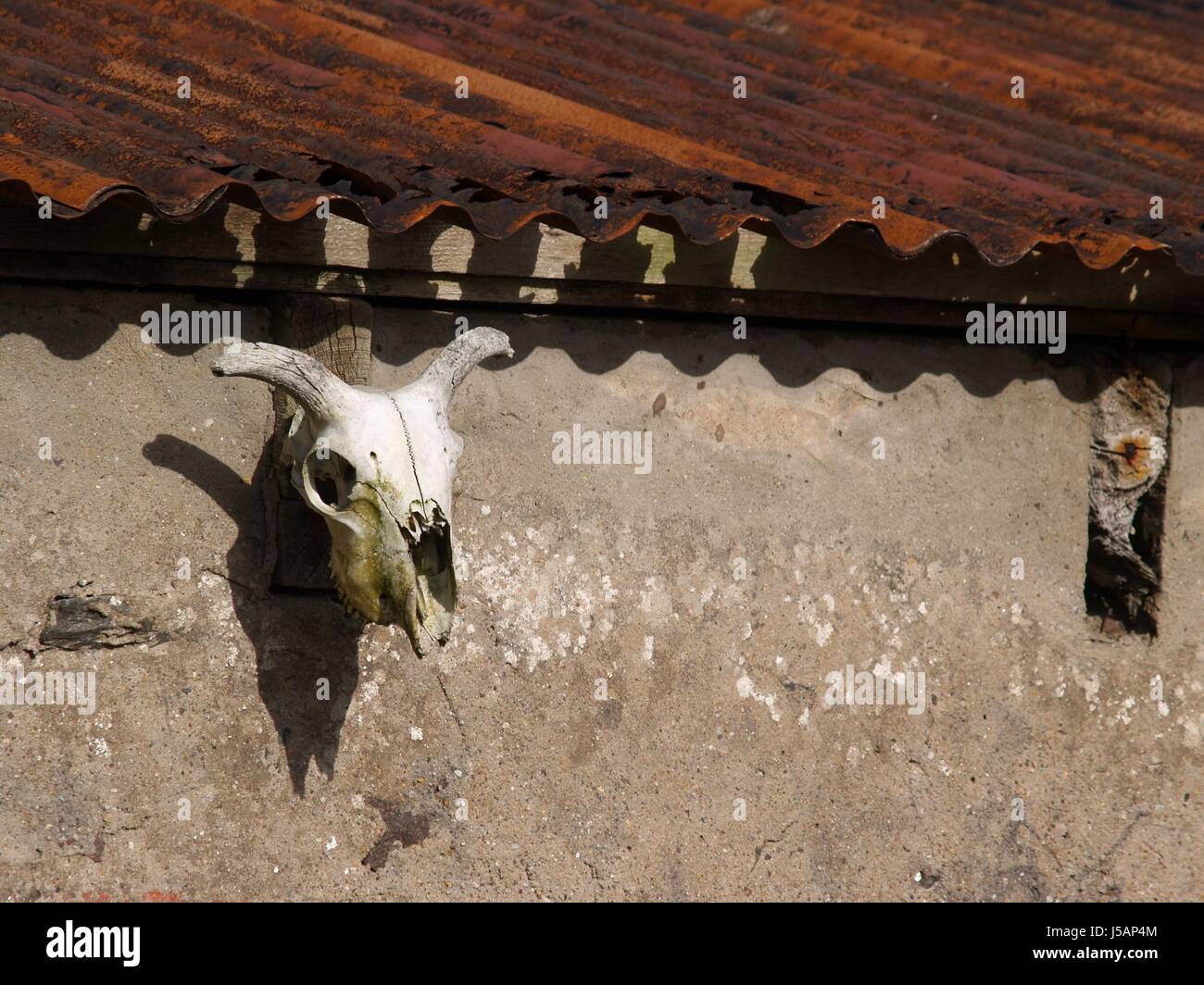 death horn sheep hovel skull rust rusted bone skeleton corrugated sheet ...