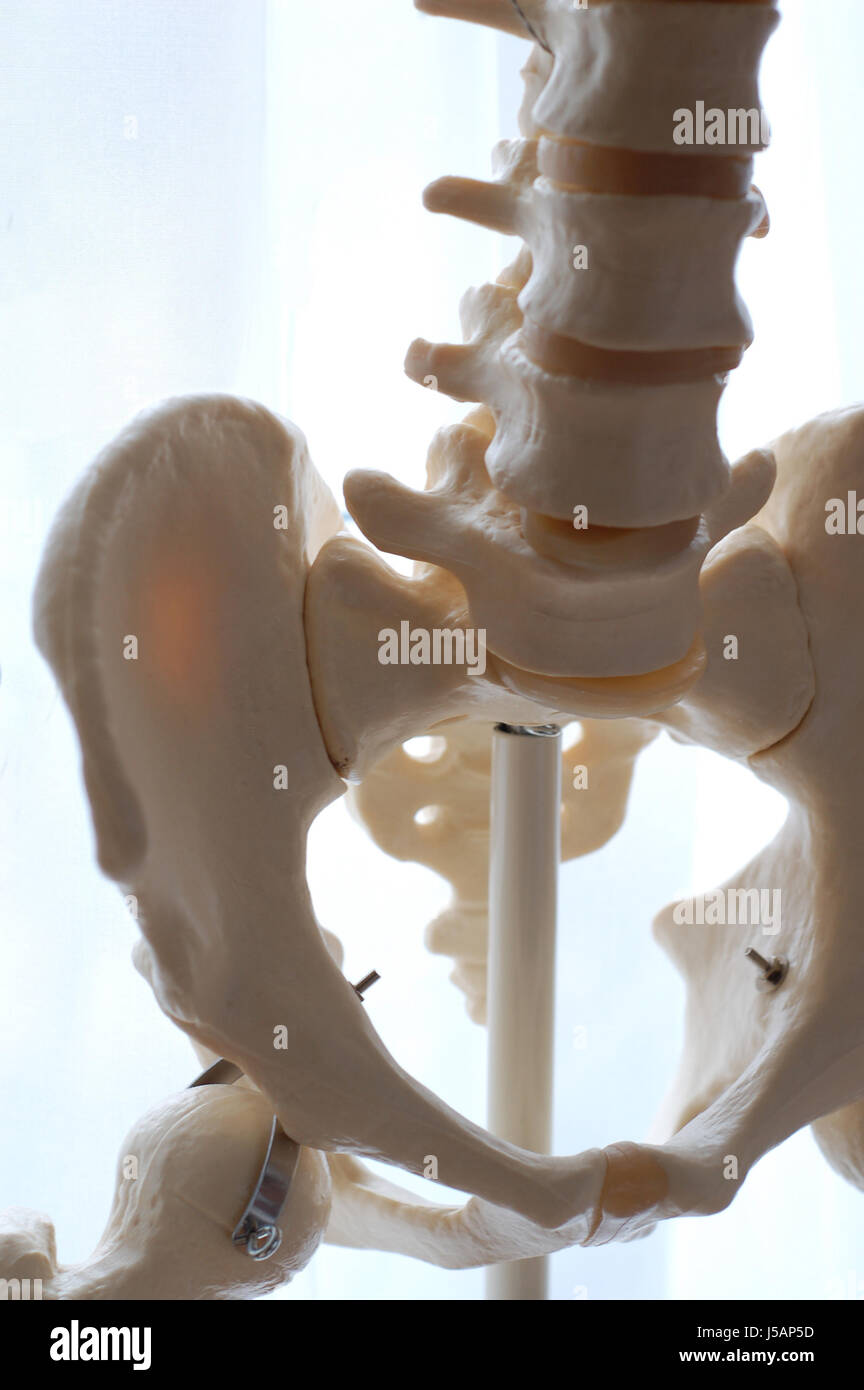 Brustwirbelsule hi-res stock photography and images - Alamy