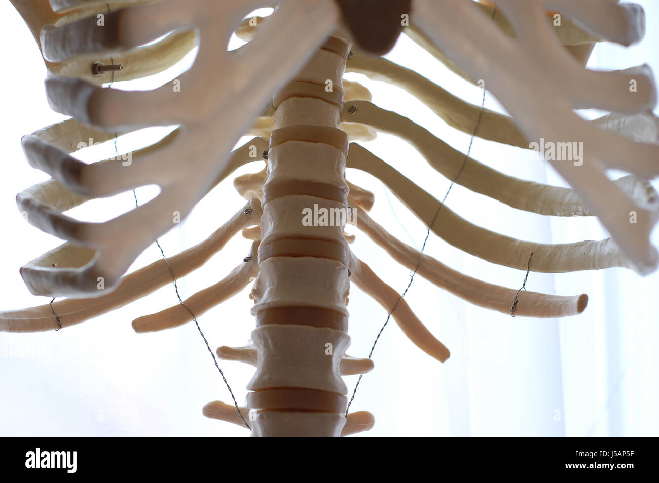 Spina iliaca anterior superior hi-res stock photography and images - Alamy