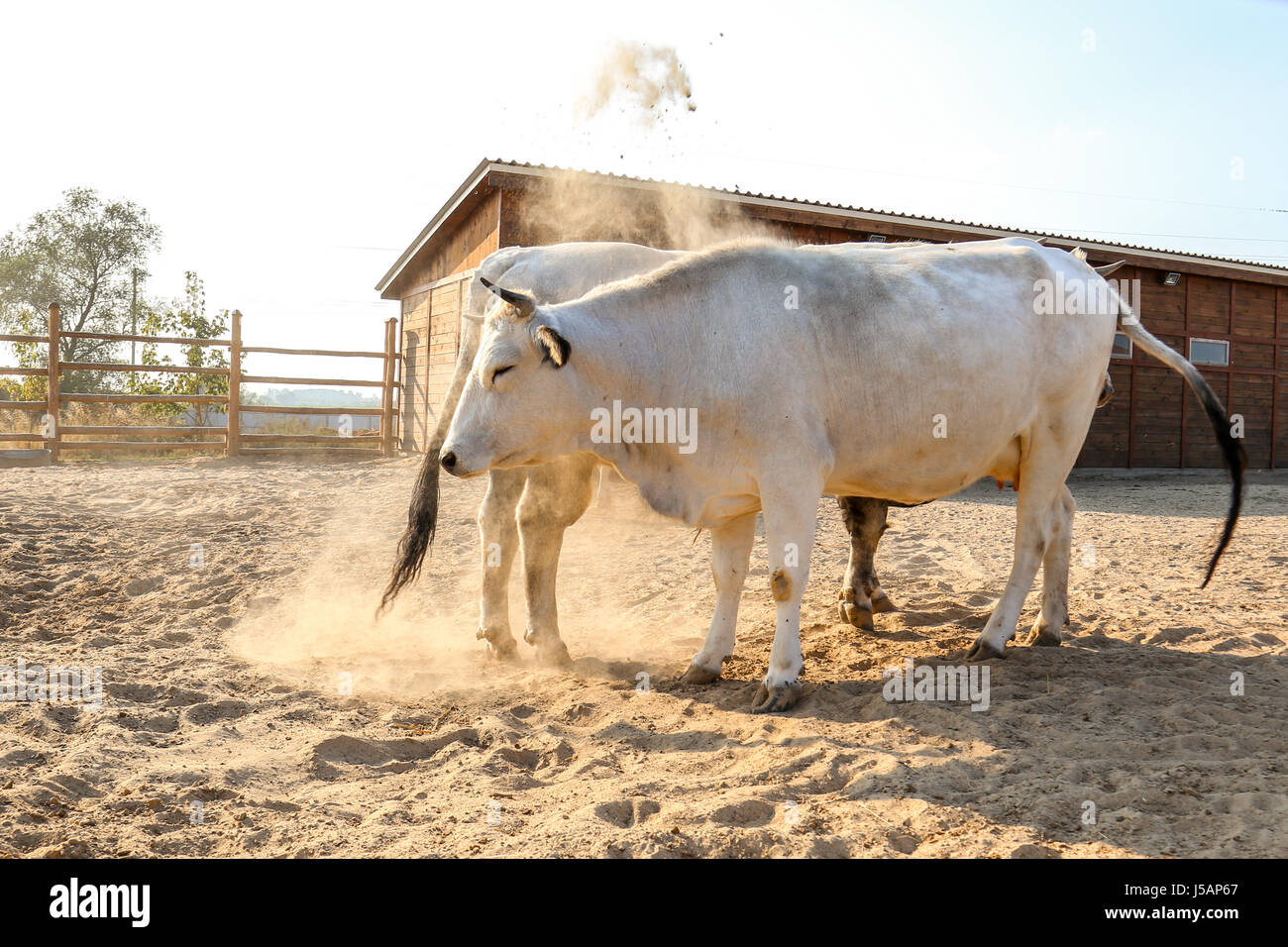 Bull hoof hi-res stock photography and images - Alamy